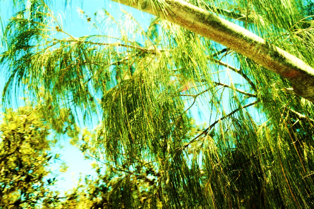 Hanging Trees – Tiger Paws Junior